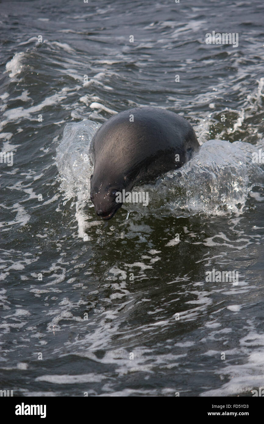 Surfacing seal hi-res stock photography and images - Alamy
