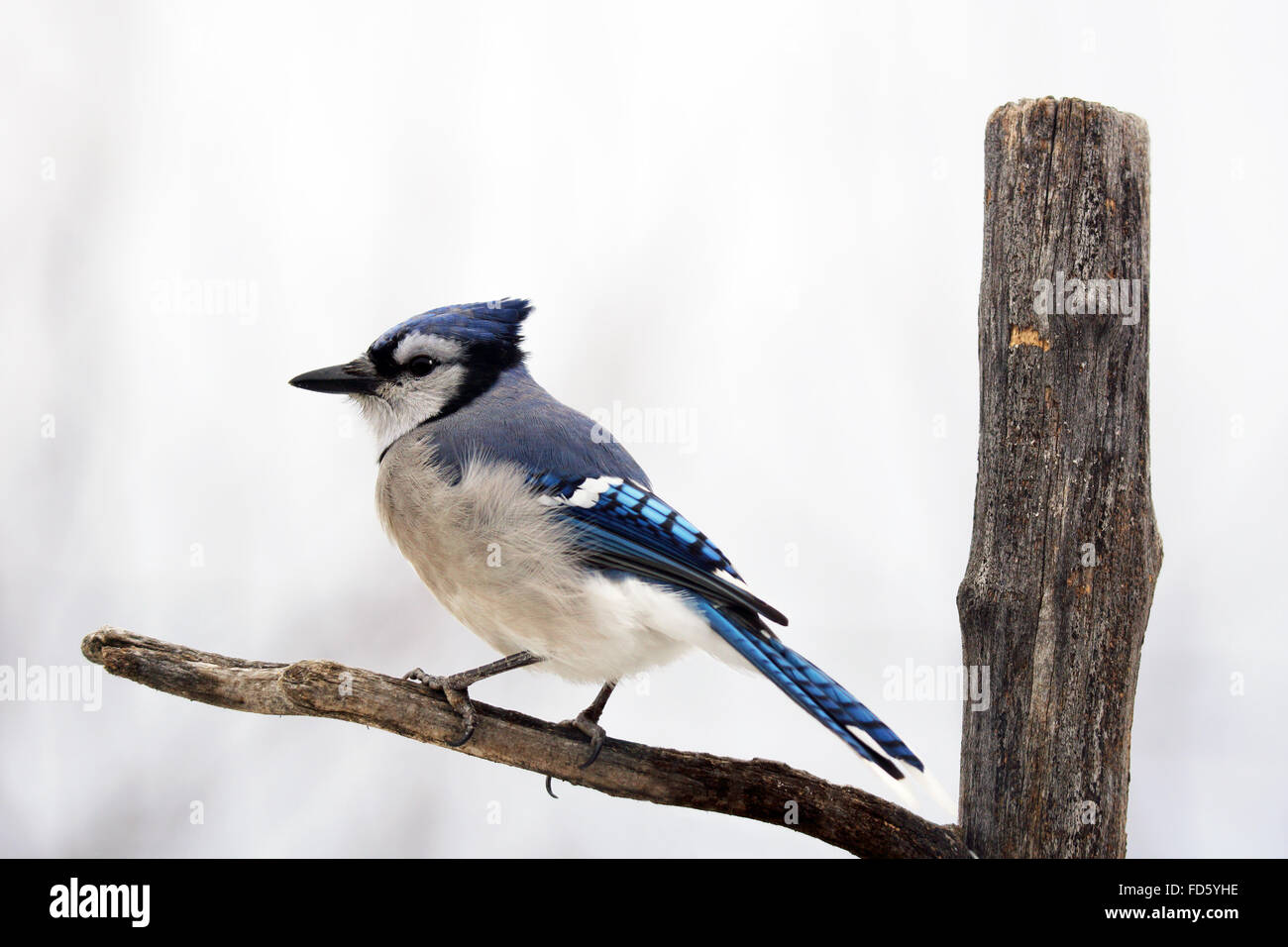 Blue jay bird hi-res stock photography and images - Alamy