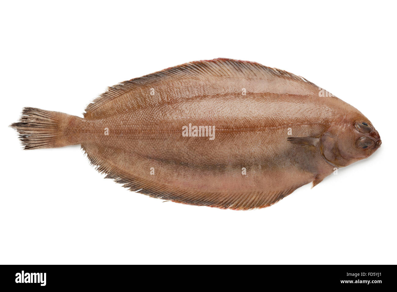 Megrim fish hi-res stock photography and images - Alamy