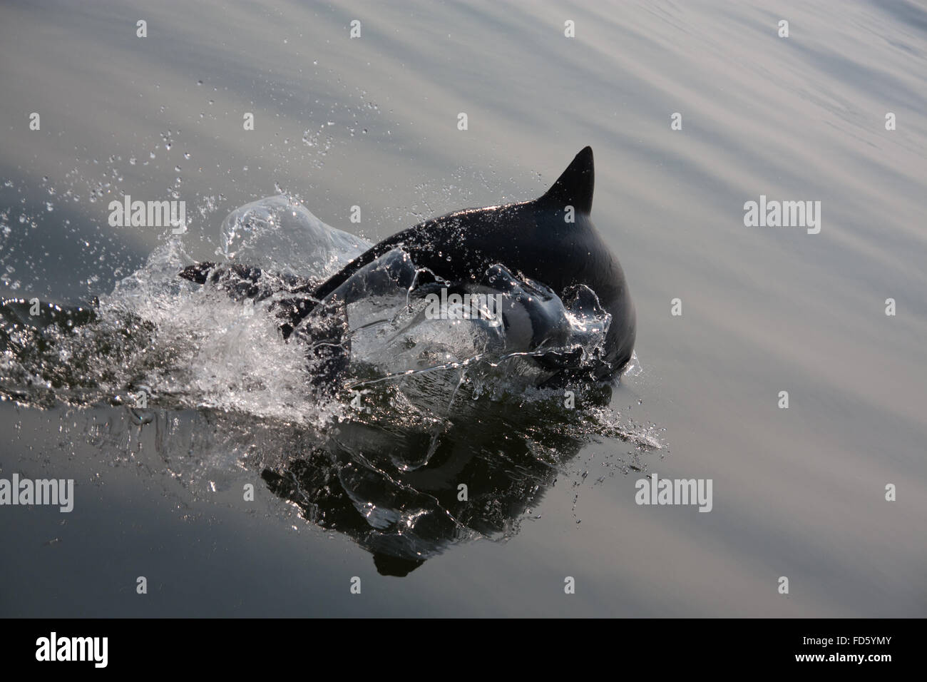 Killer Whale Surfacing Stock Photo - Alamy