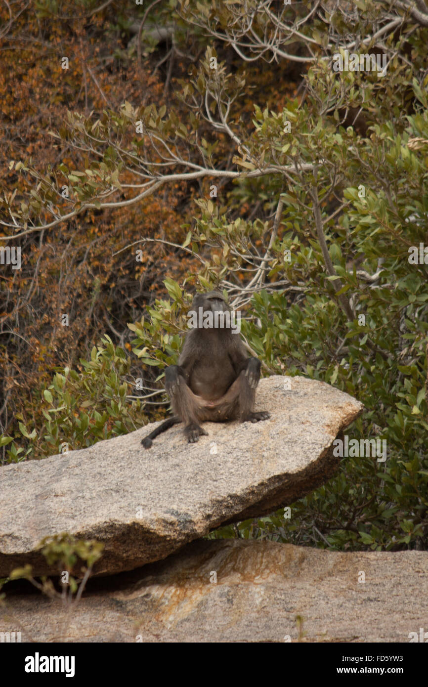 Monkey Sitting On Rock Stock Photo - Alamy