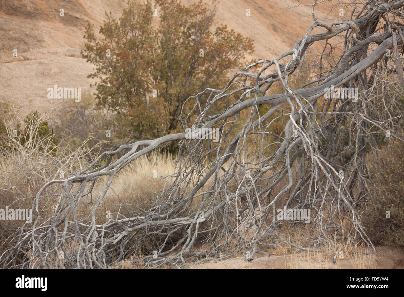 Dead roots hi-res stock photography and images - Alamy