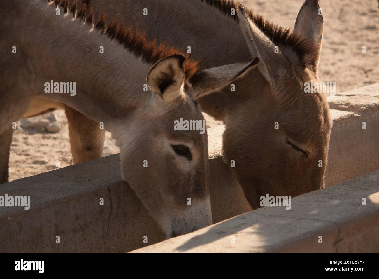 Animal Drinking Trough High Resolution Stock Photography and Images - Alamy