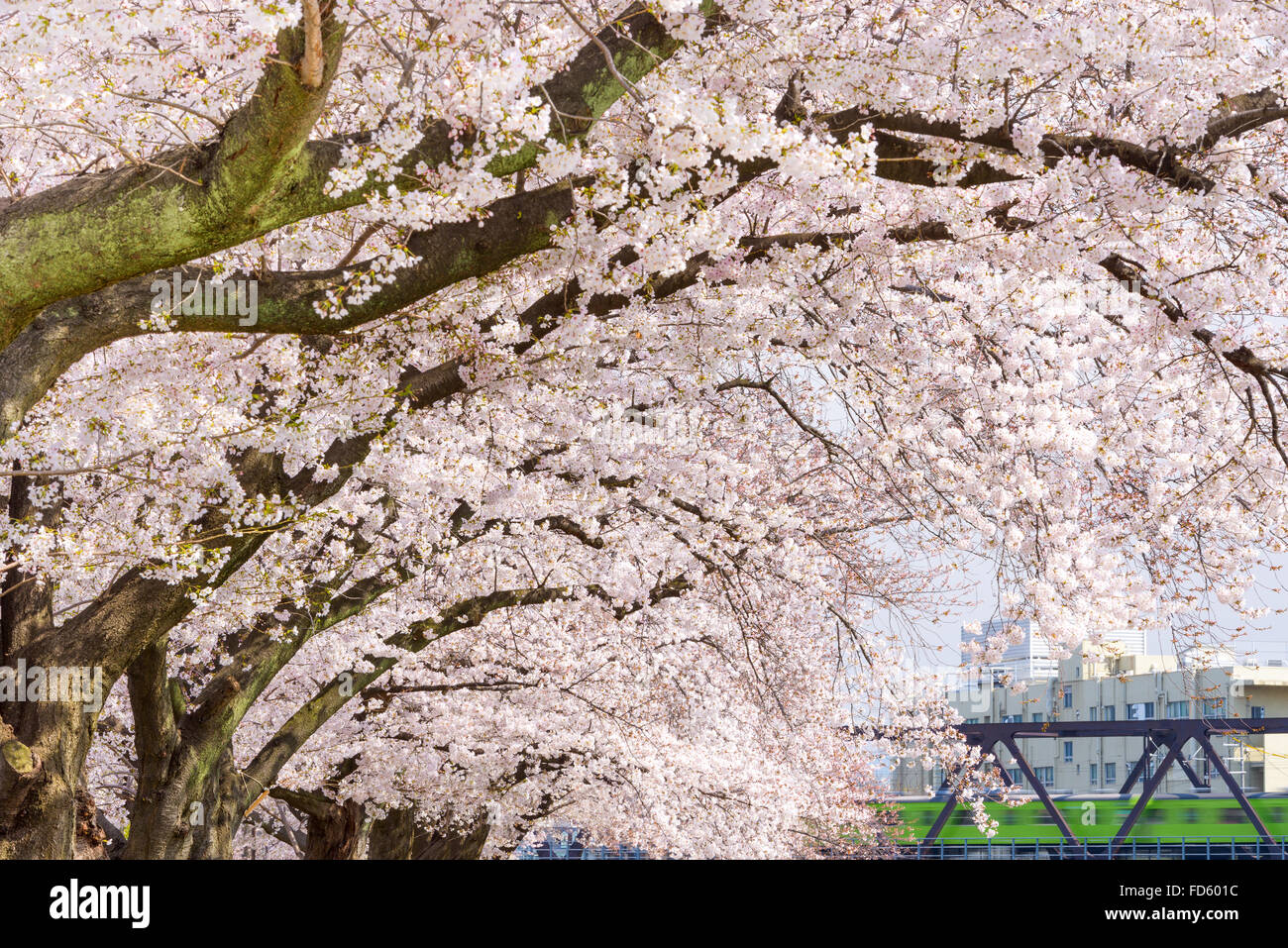 Kamo river spring kyoto japan hi-res stock photography and images - Alamy