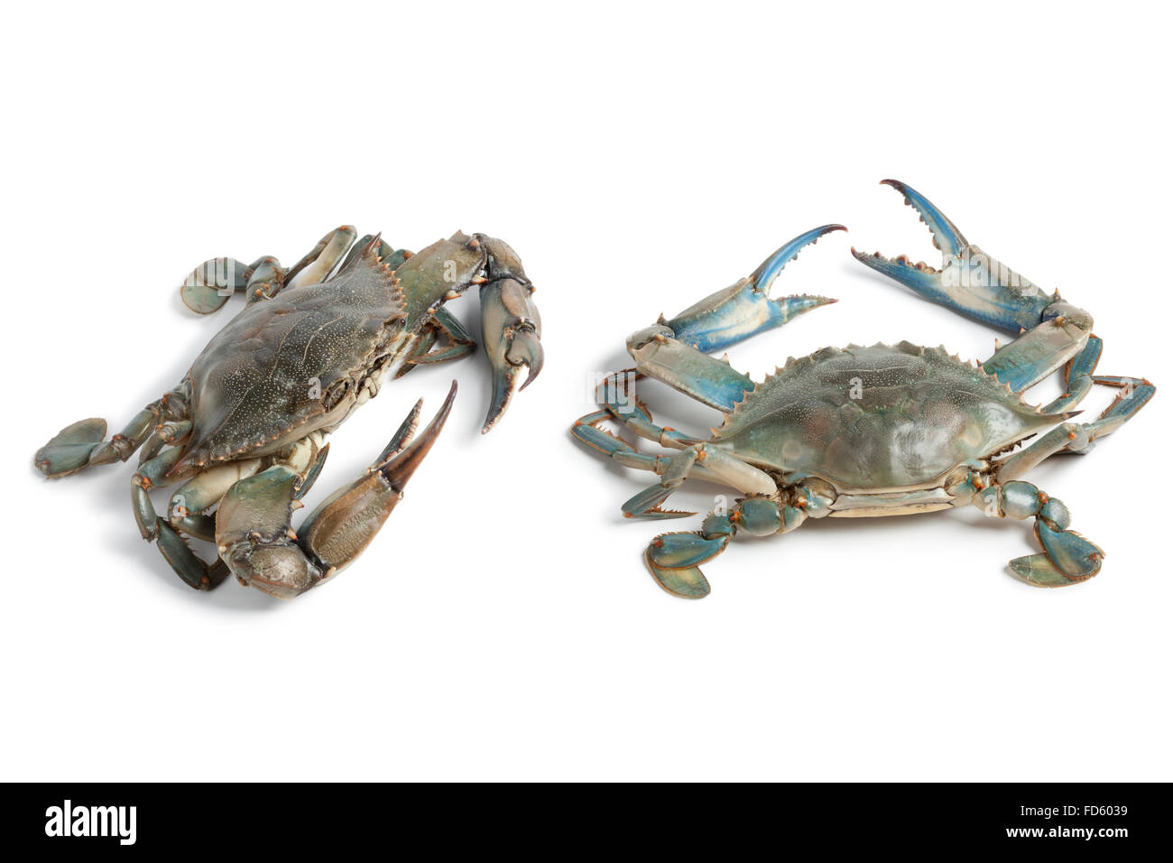 Two blue crabs on white background Stock Photo - Alamy