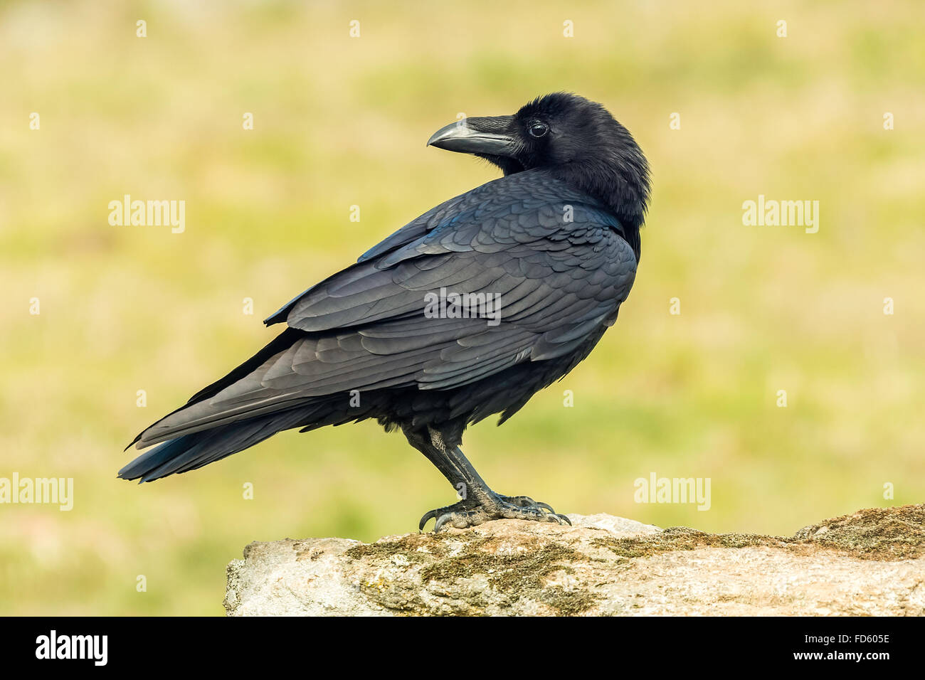 Raven b hi-res stock photography and images - Alamy