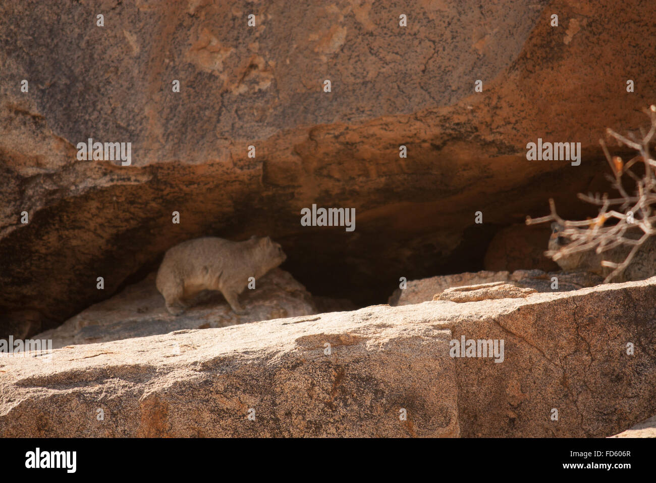 Animal In Rock Formation Stock Photo - Alamy
