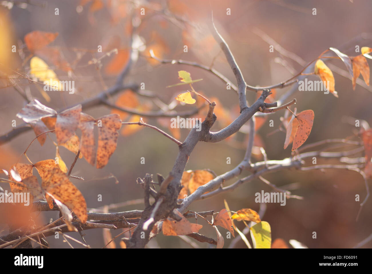 No branch tree hi-res stock photography and images - Alamy