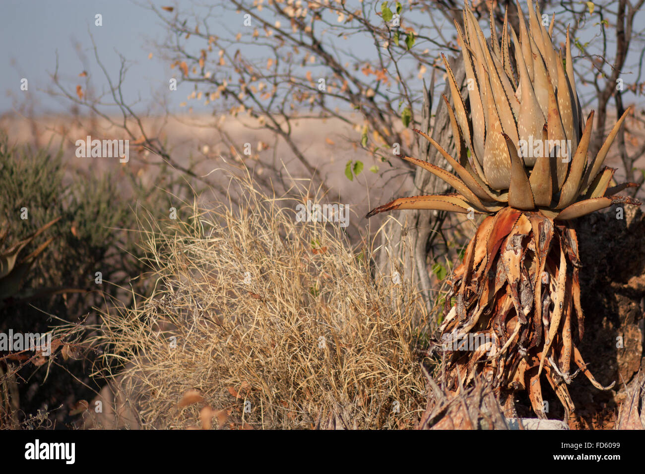 Dried Cactus Stock Photos & Dried Cactus Stock Images - Alamy