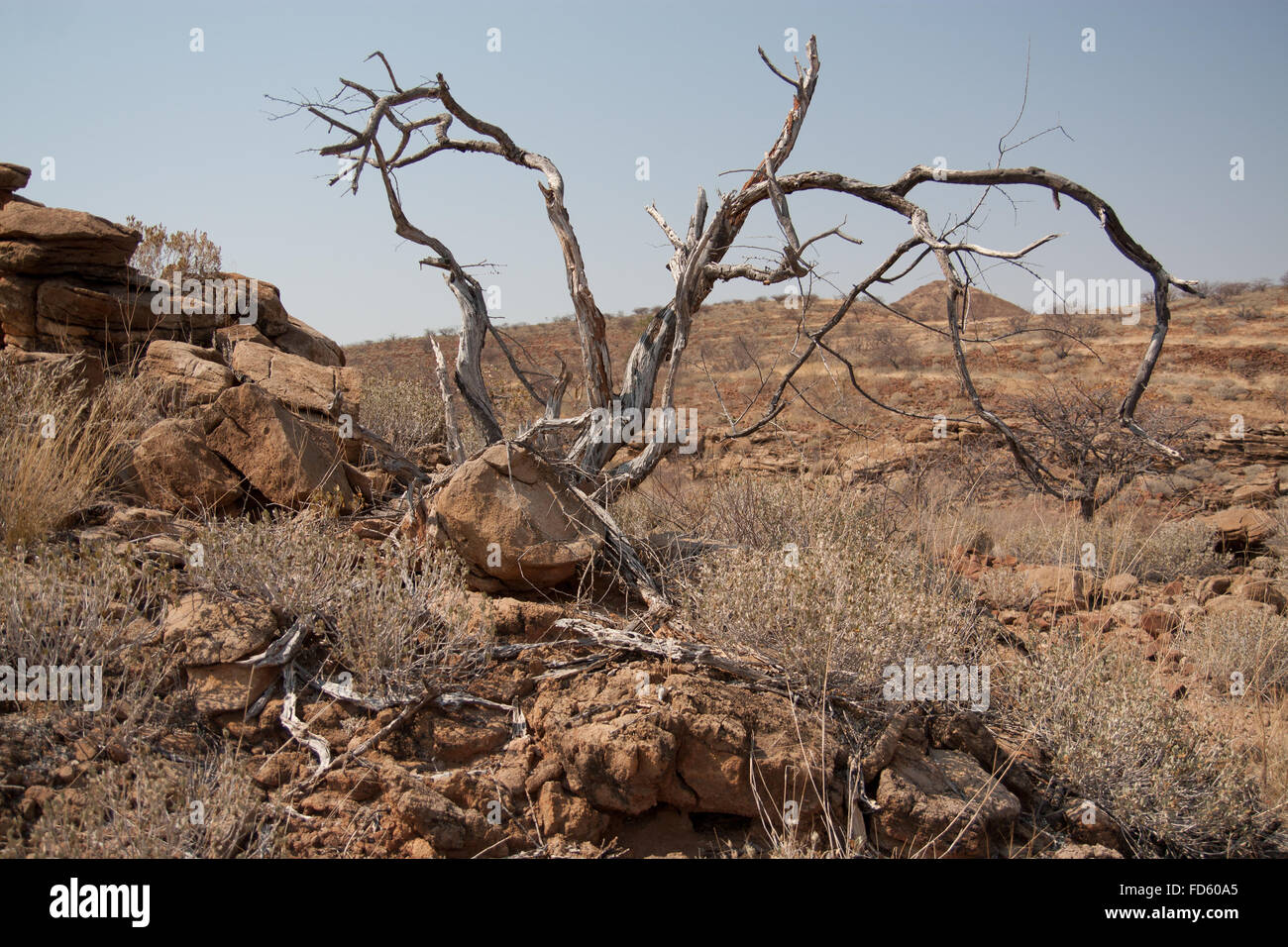Dead tree in desert scene hi-res stock photography and images - Alamy
