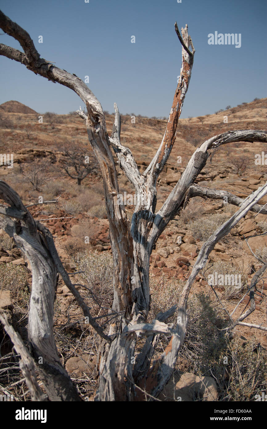 Dead tree in desert scene hi-res stock photography and images - Alamy