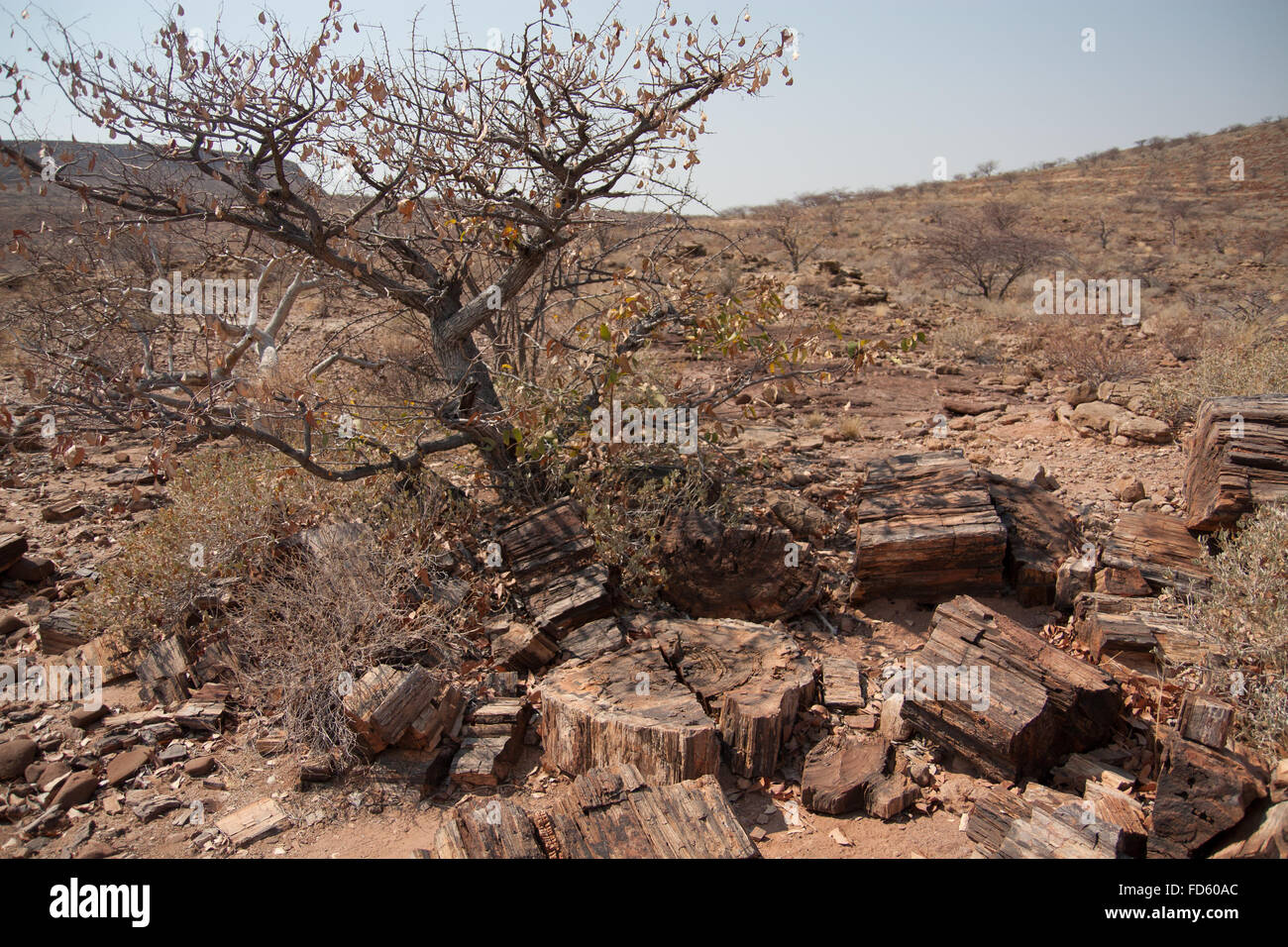Desert dry tree hi-res stock photography and images - Alamy