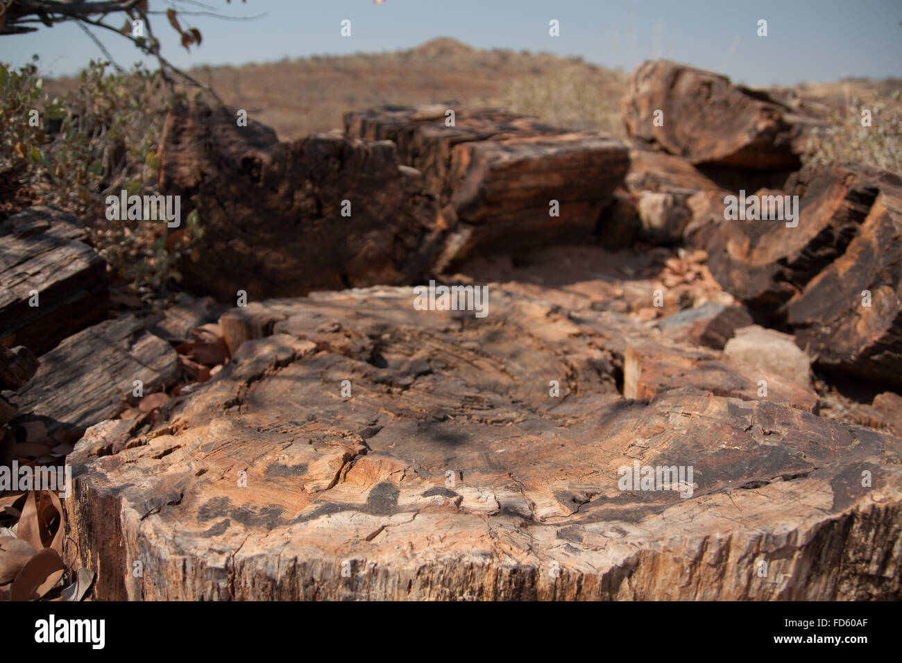 Log in desert hi-res stock photography and images - Alamy