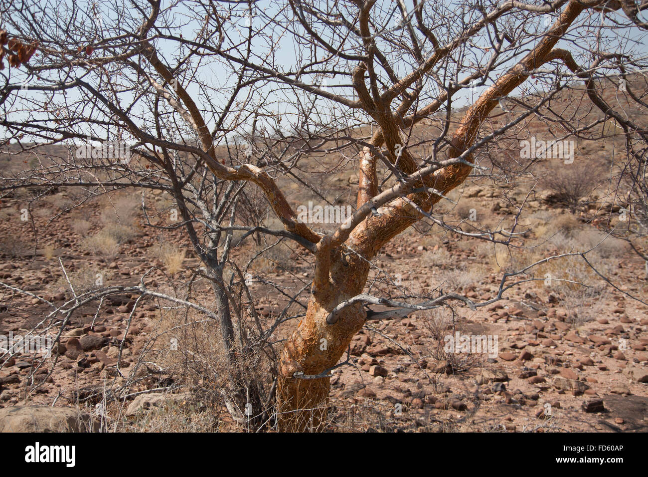 Dry Tree In Desert Stock Photo - Alamy