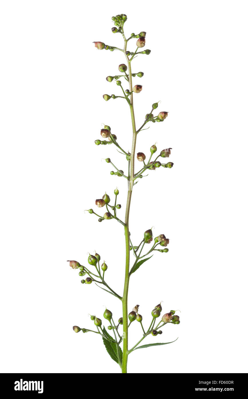 Figwort hi-res stock photography and images - Alamy