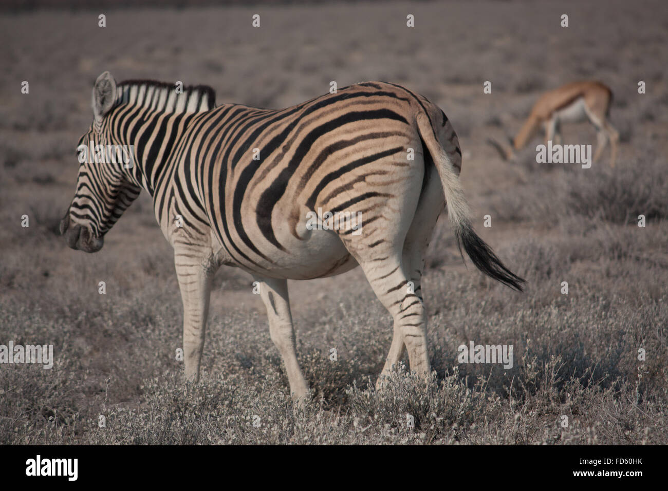 Zebra with antelope hi-res stock photography and images - Alamy