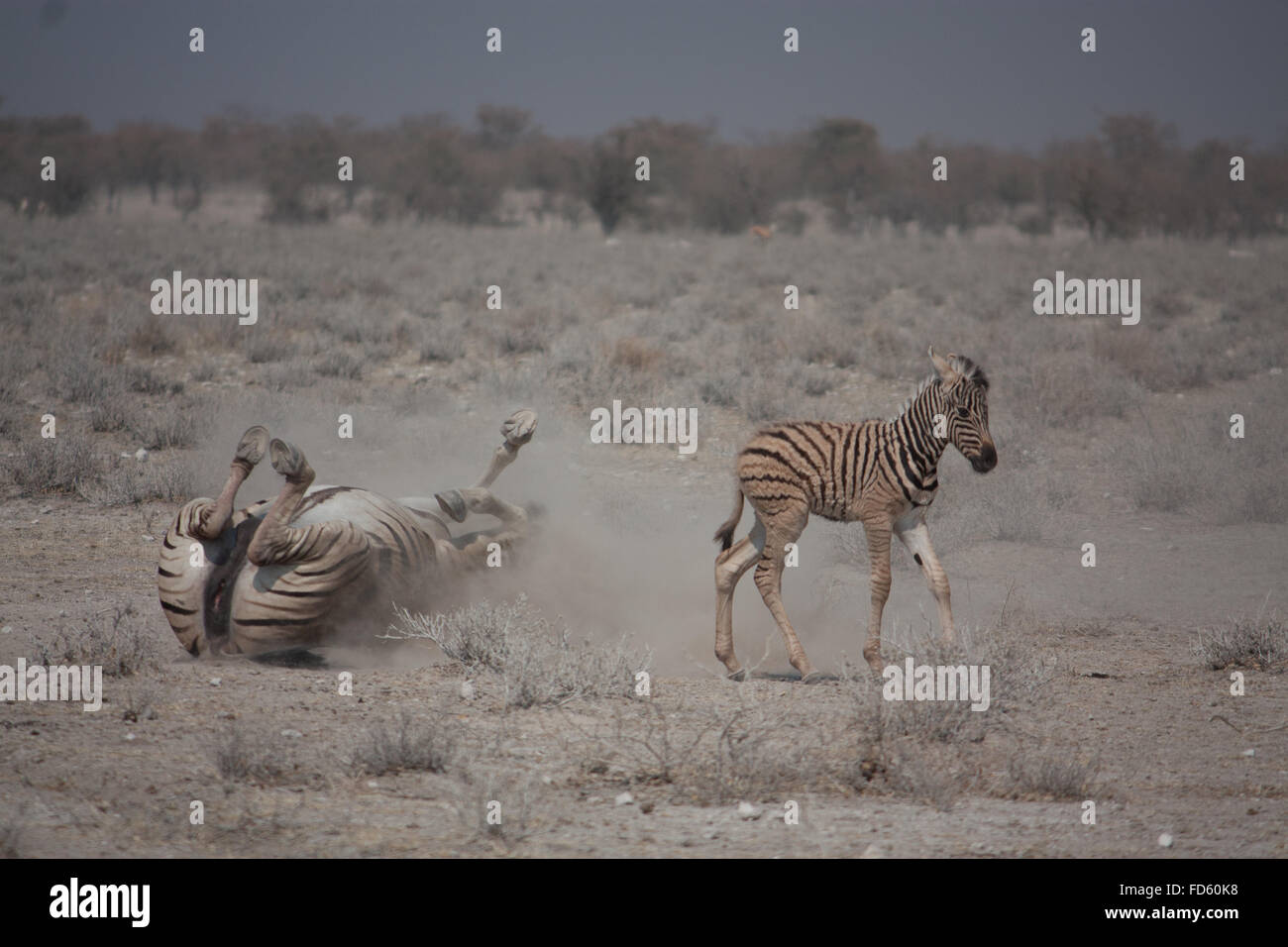 Zebra With Foal High Resolution Stock Photography and Images - Alamy