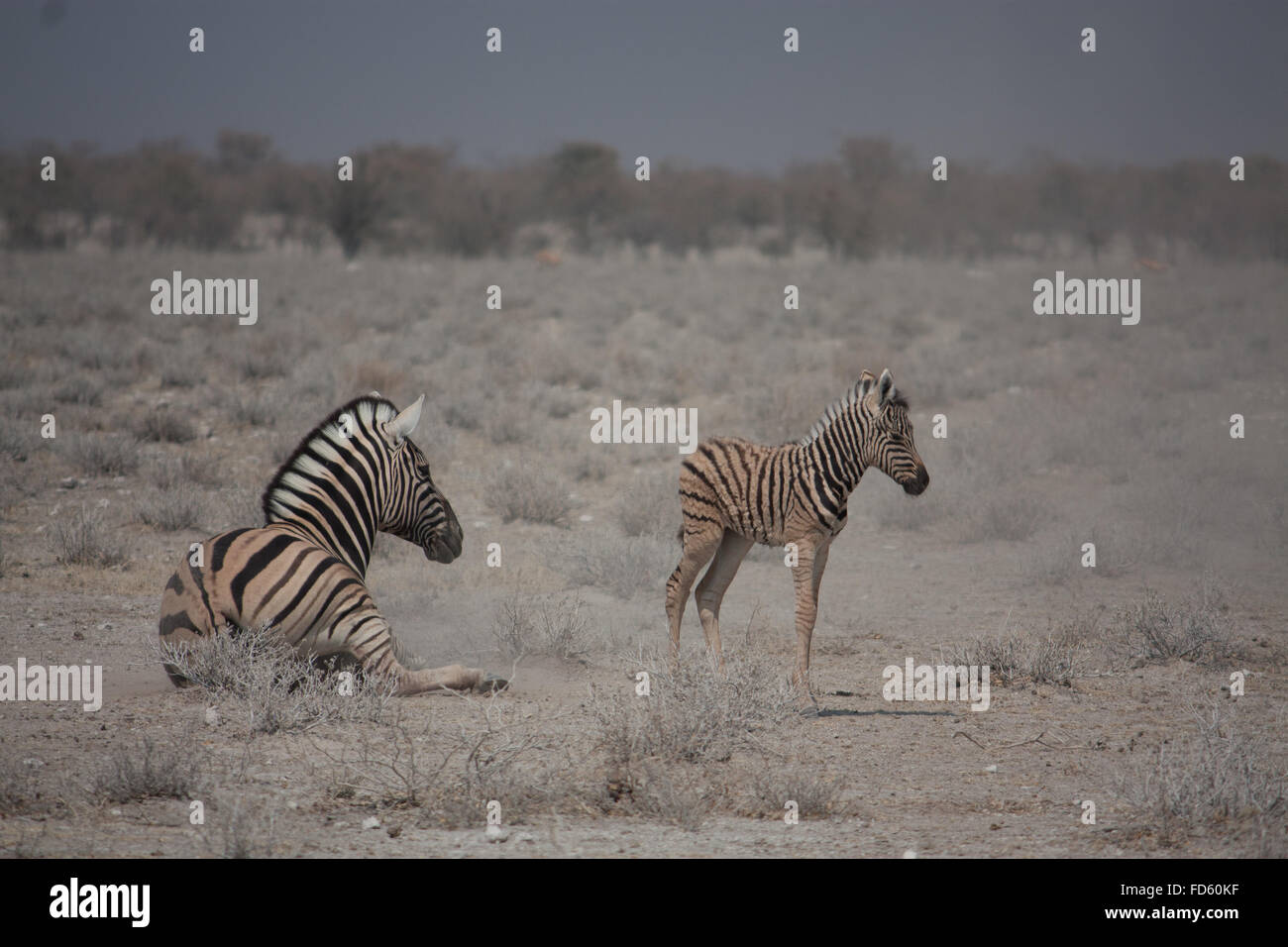 Desert Zebra Stock Photos & Desert Zebra Stock Images - Alamy