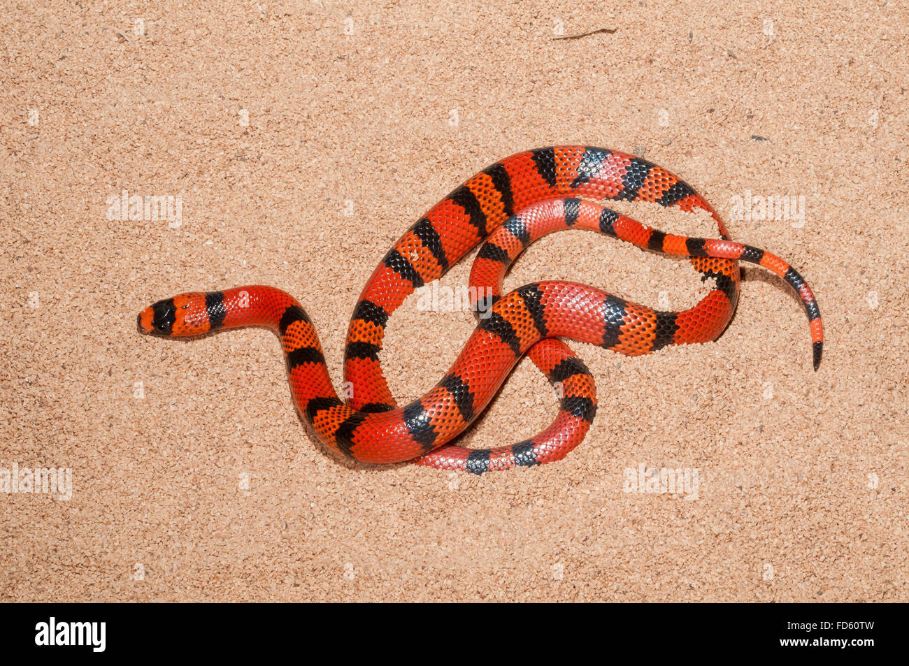 Anery Honduran Milk Snake