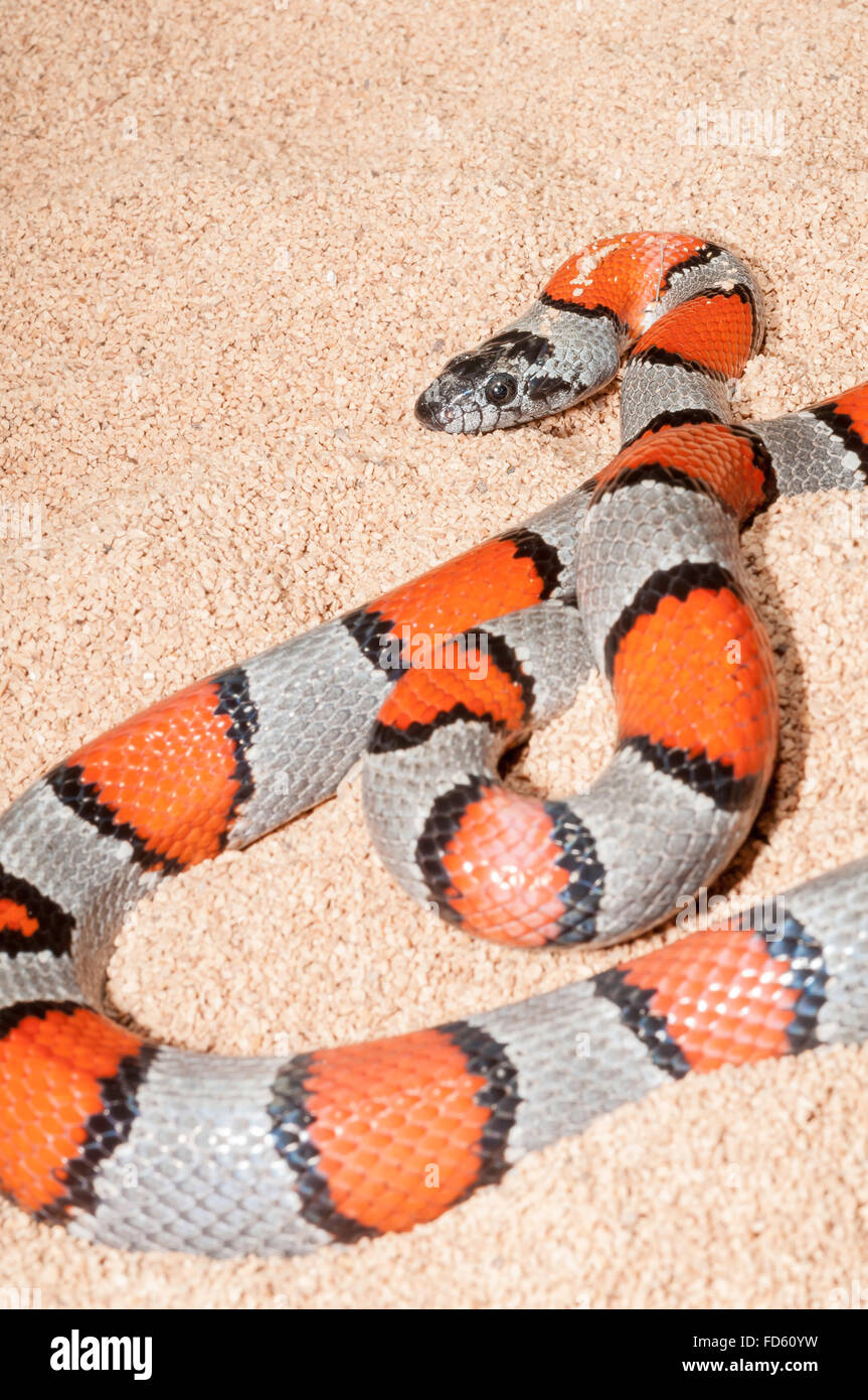 Grey-banded kingsnake, Lampropeltis alterna, Blairs colour phase ...