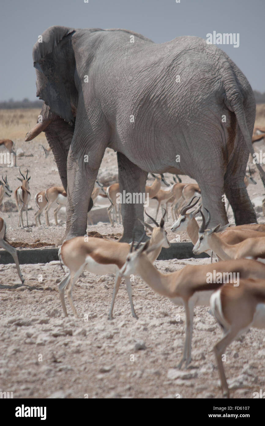 Elephant Among Antelopes Stock Photo - Alamy
