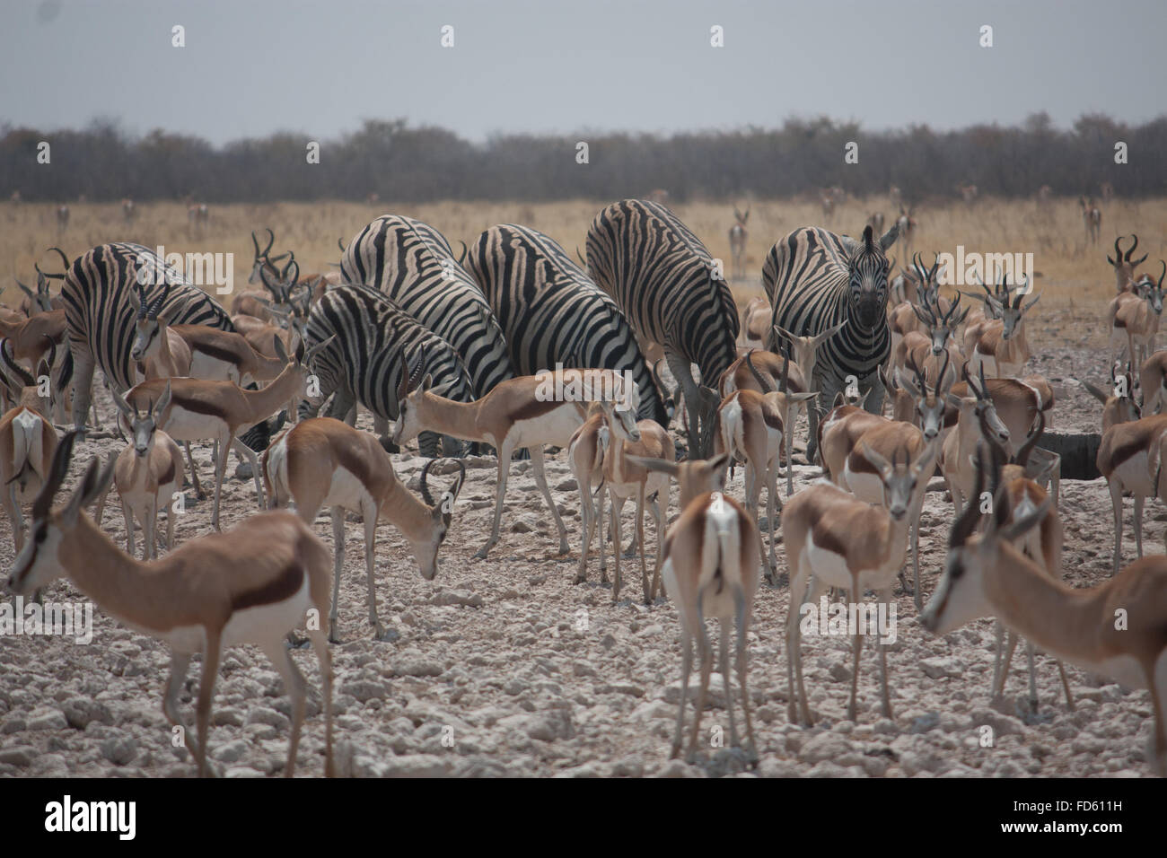 Zebras Among Antelopes Drinking Water Stock Photo - Alamy Zebras Among Antelopes Drinking Water Stock Photo - Alamy