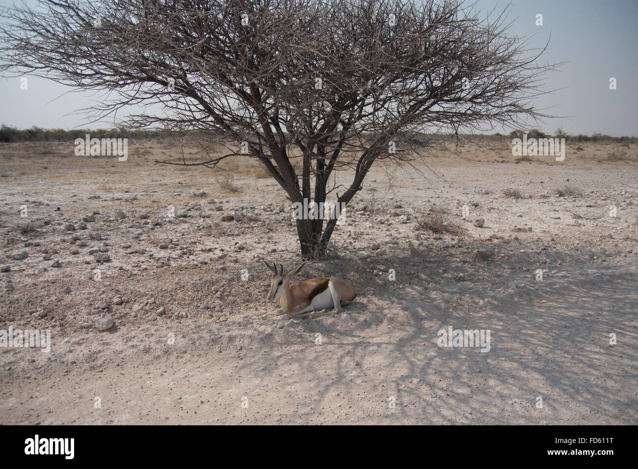 Antelope Resting Under Tree Stock Photo - Alamy