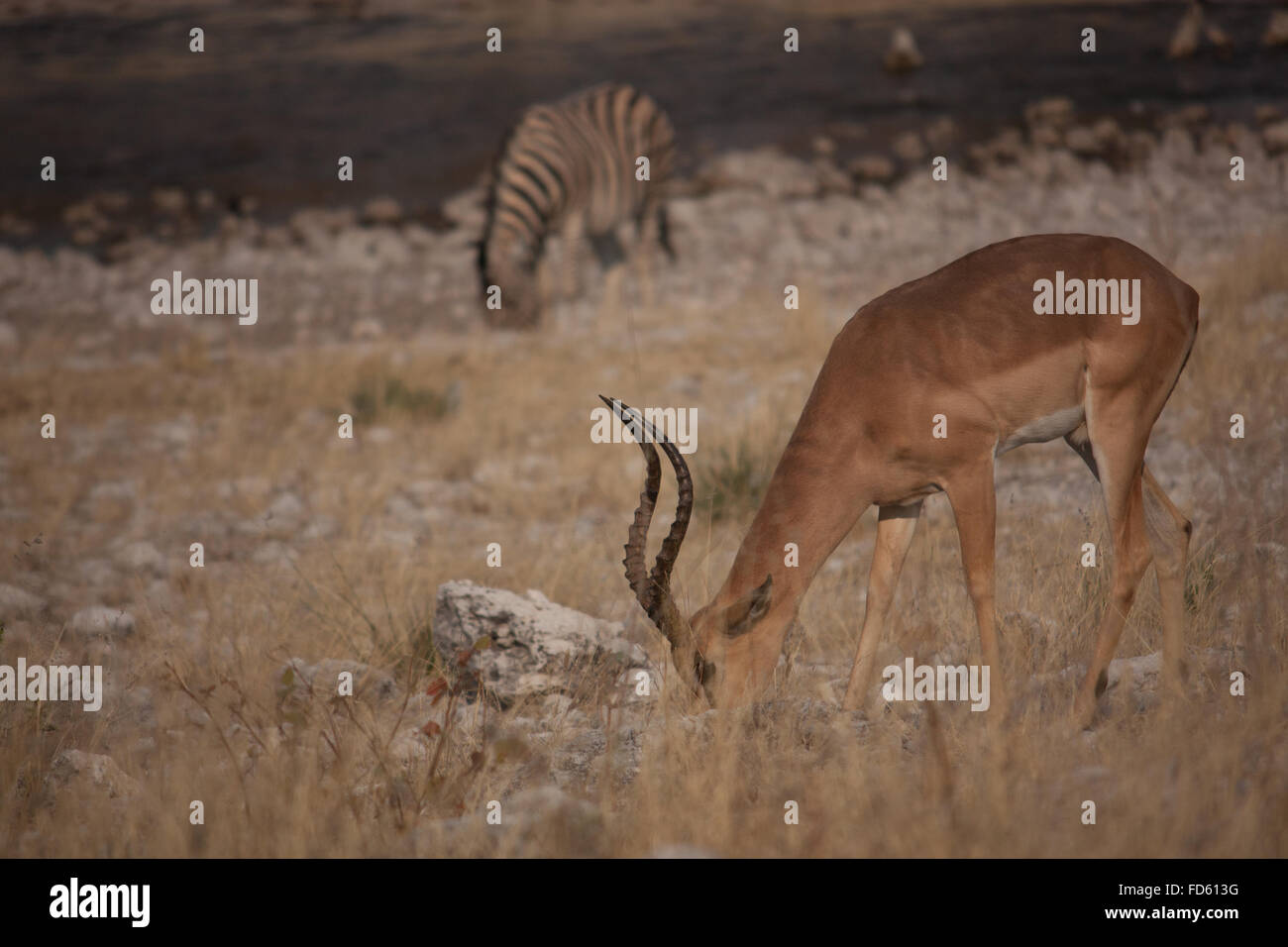 Zebra with antelope hi-res stock photography and images - Alamy