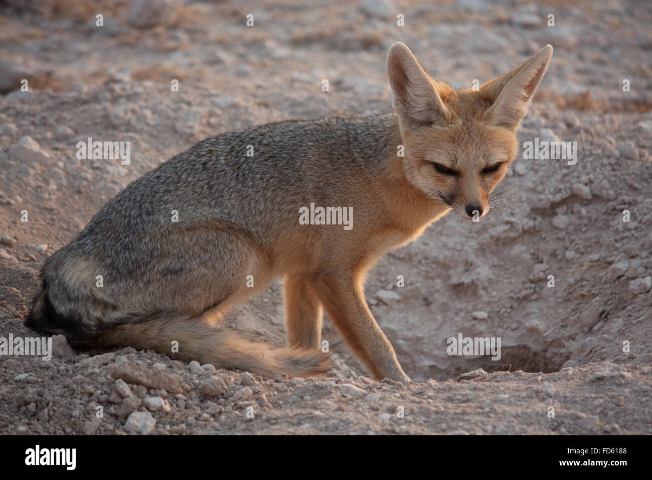 Fox Head Side High Resolution Stock Photography and Images - Alamy