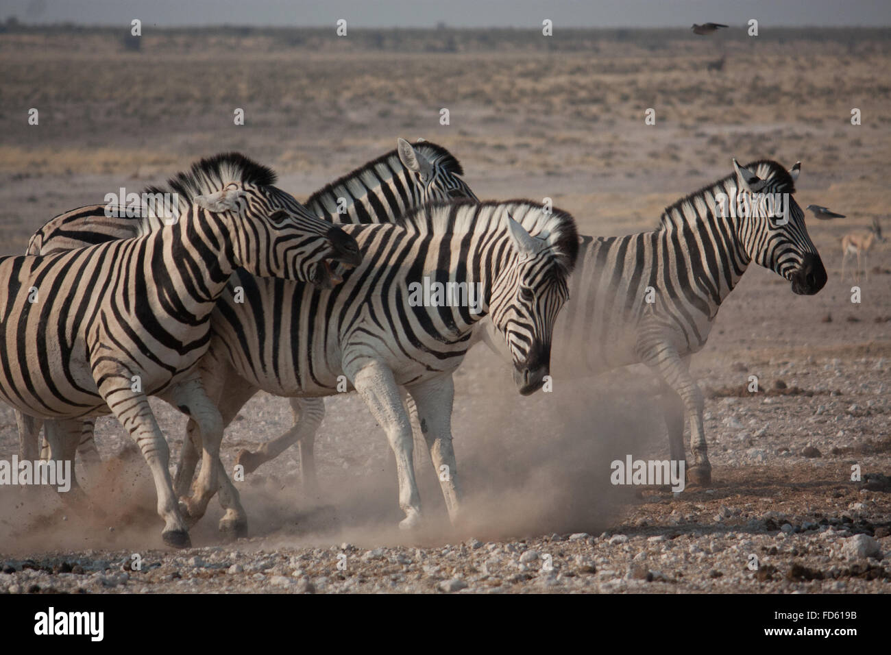 Zebras Running Wallpaper