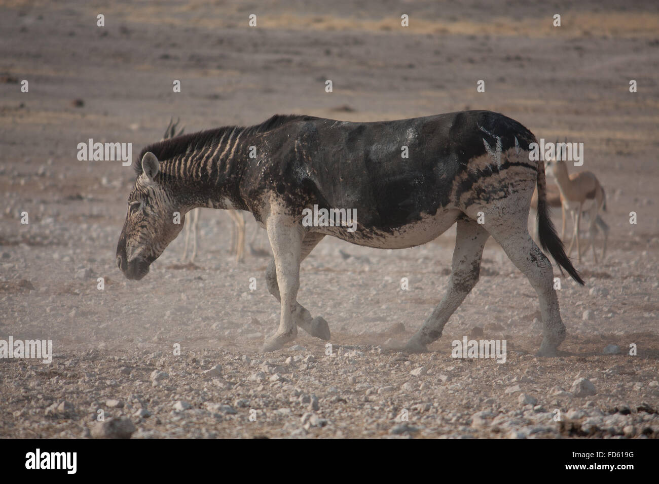 Zebra dust hi-res stock photography and images - Alamy