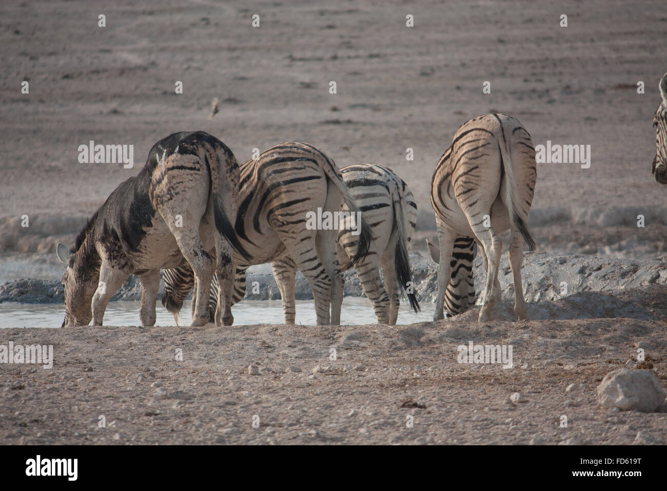 Group of wild animals drinking water hi-res stock photography and ...