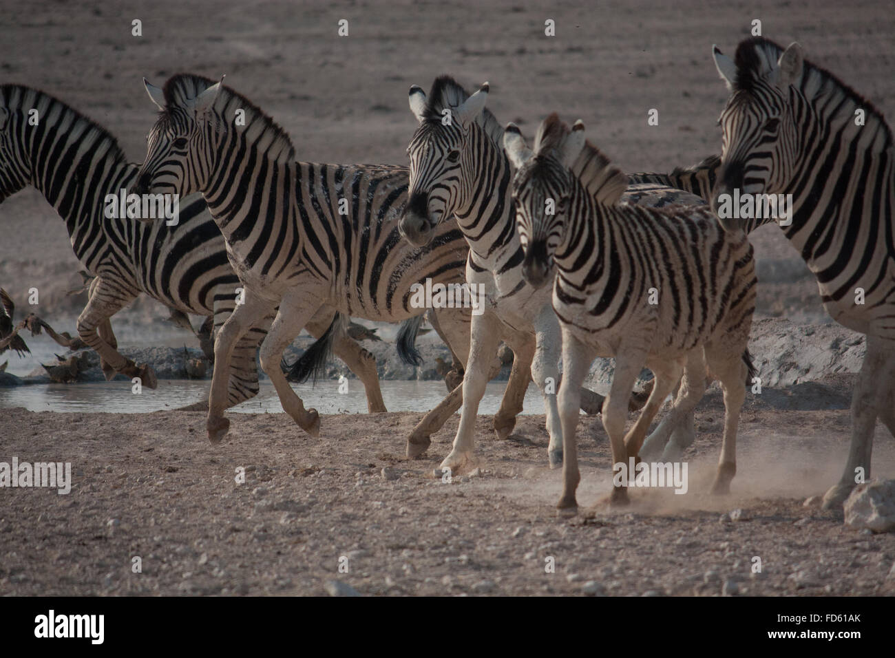 Group Of Zebras Running Stock Photo - Alamy