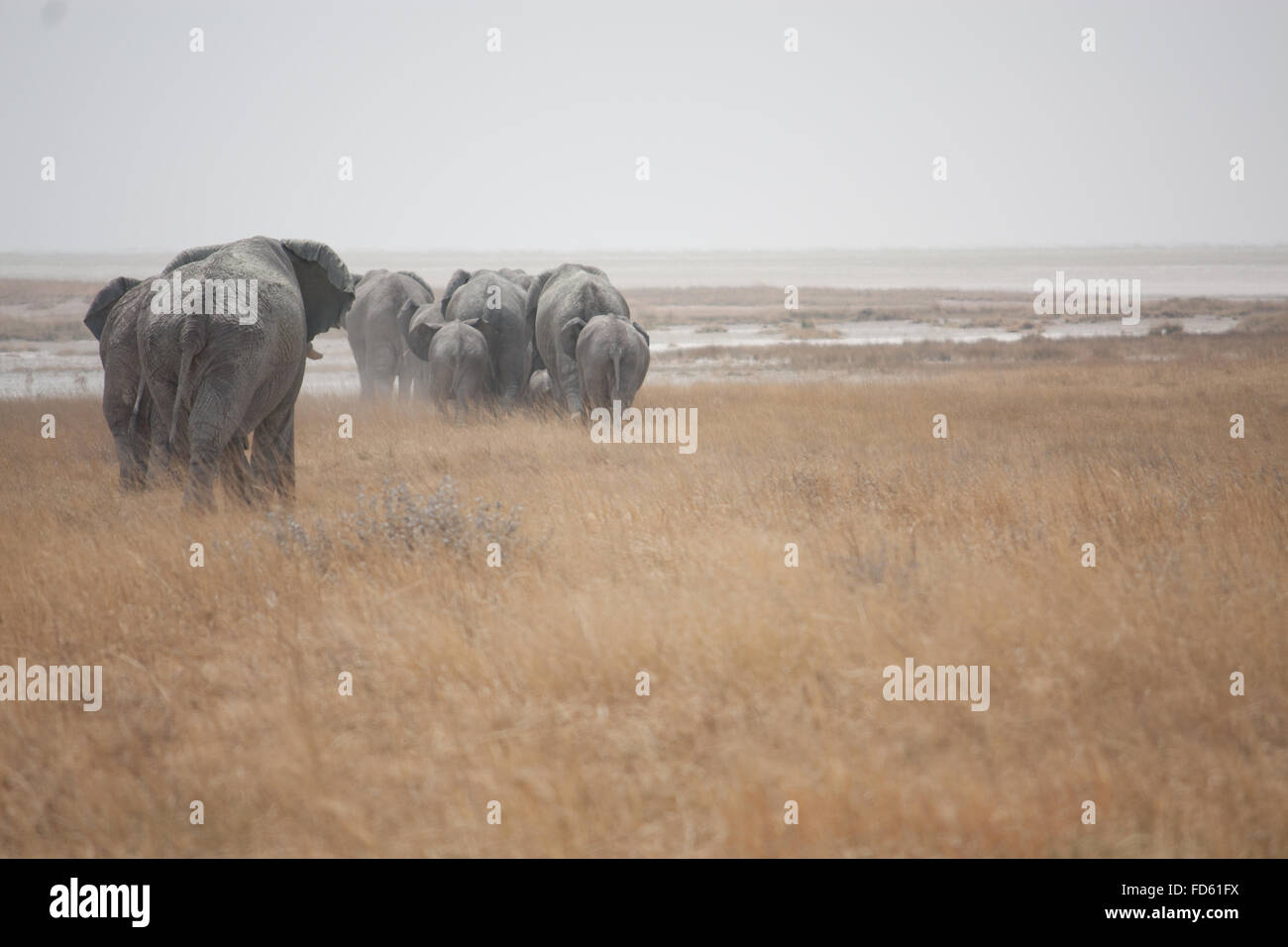 Plain animals hi-res stock photography and images - Alamy