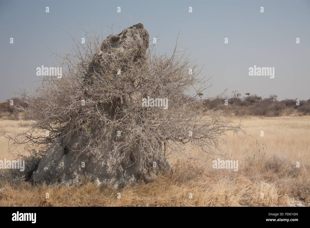 Dead bush hi-res stock photography and images - Alamy
