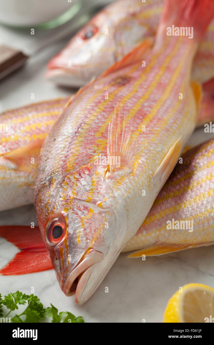 Lane snappers hi-res stock photography and images - Alamy