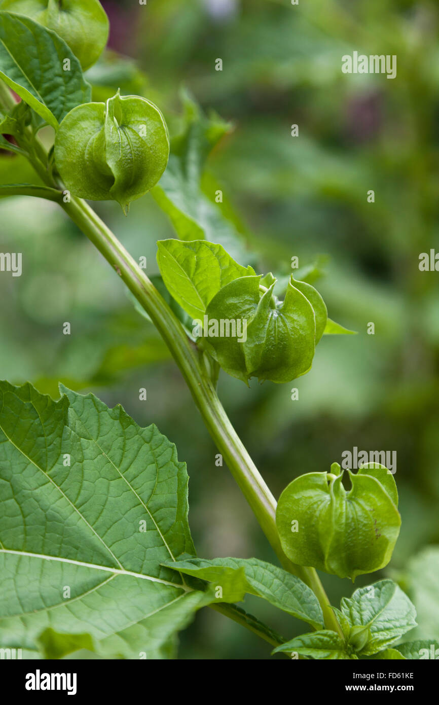 Nicandra physalodes hi-res stock photography and images - Alamy