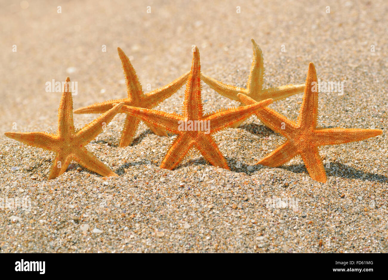 Family of starfish hi-res stock photography and images - Alamy