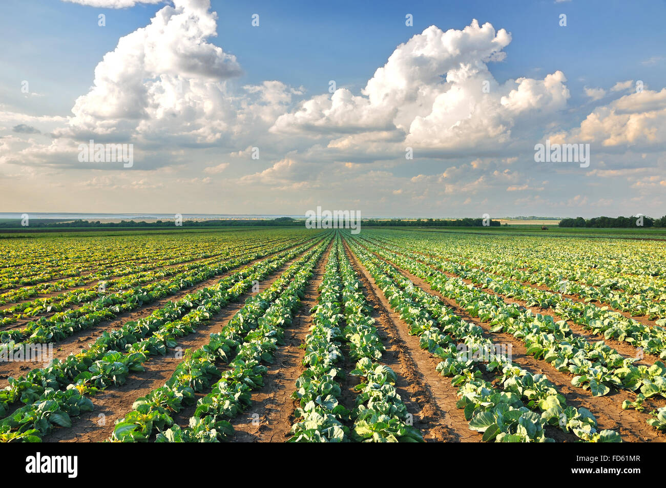 Cabbage growing in a row on the field at sunrise Stock Photo - Alamy