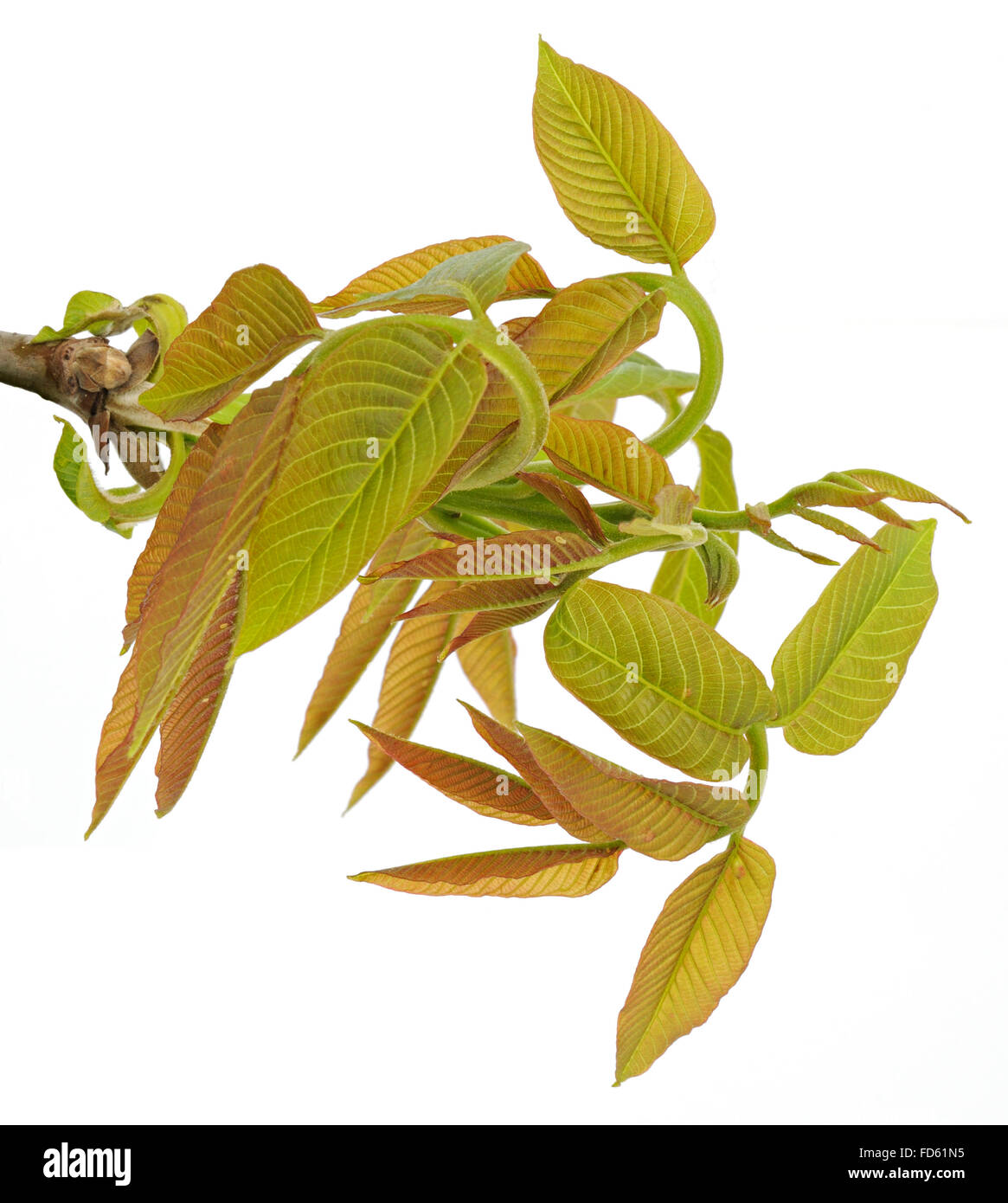 Walnut branch hi-res stock photography and images - Alamy