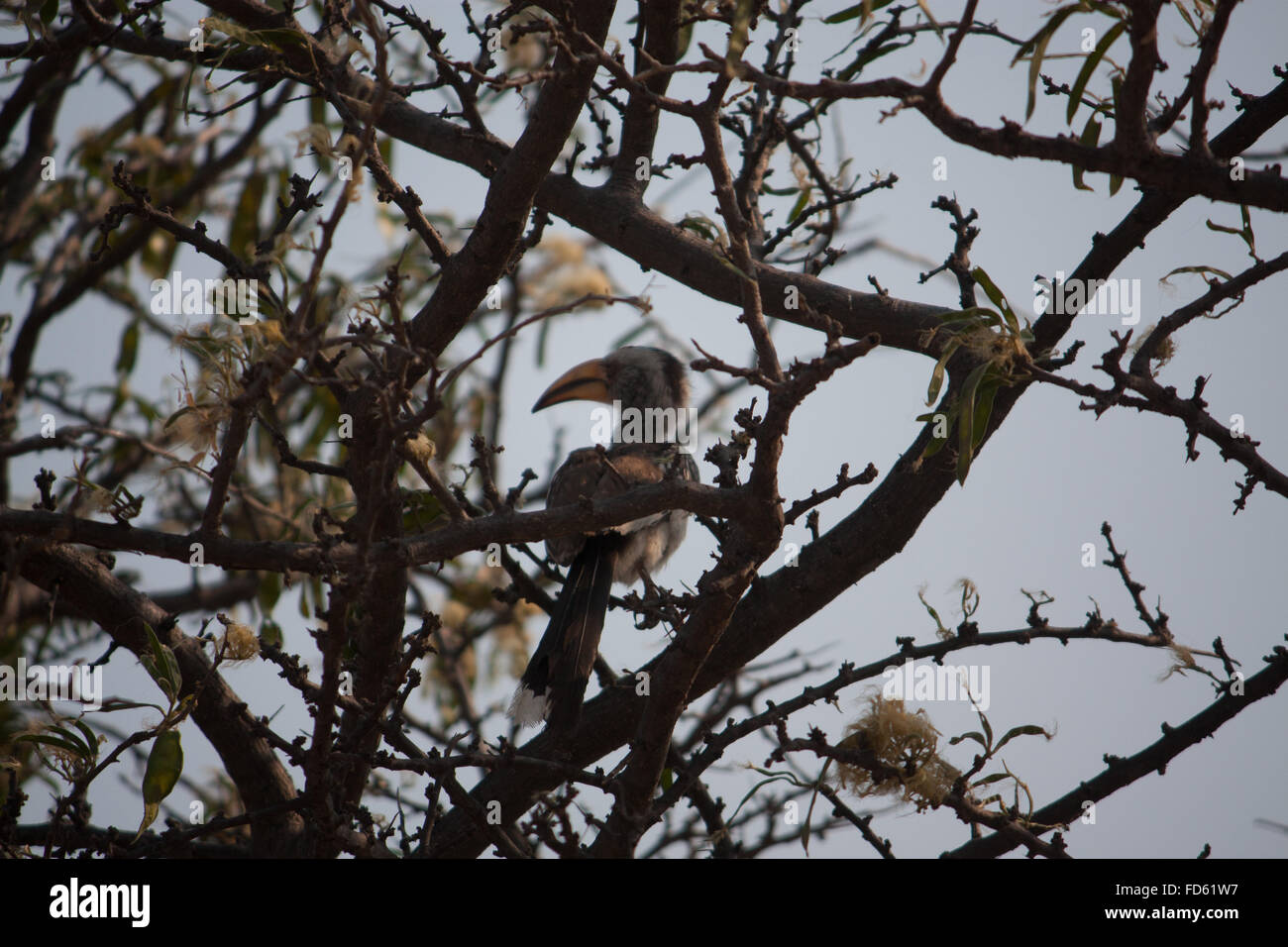 Avian tree hi-res stock photography and images - Alamy