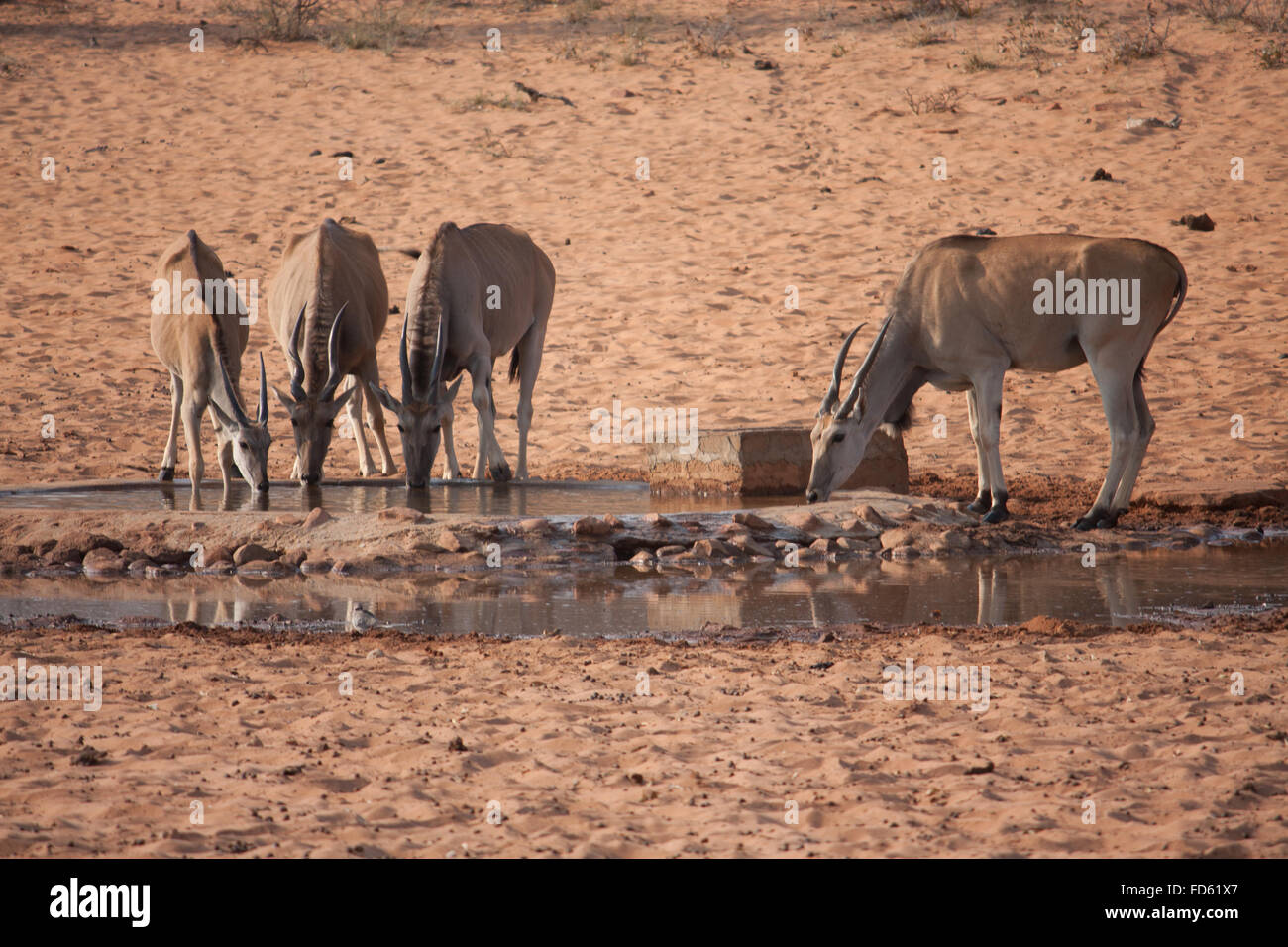 Nilgai in water hi-res stock photography and images - Alamy