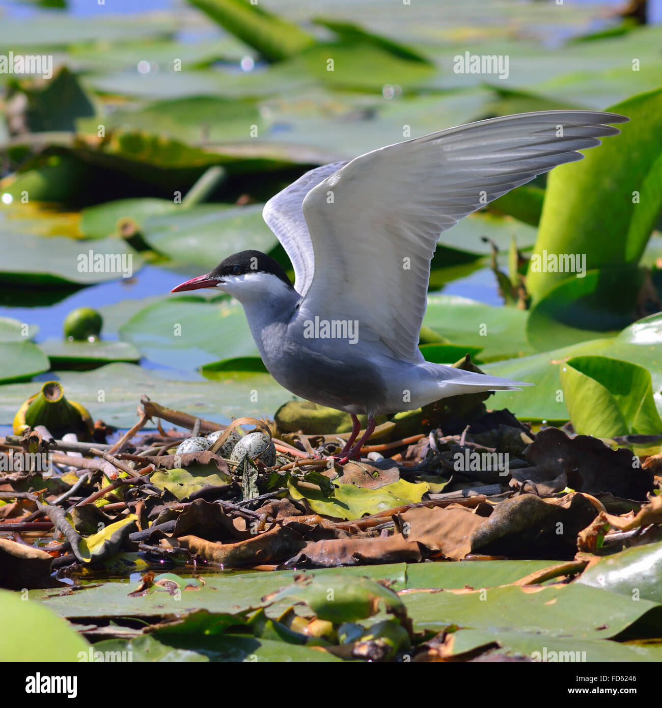 Whiskered Tern. Wild Birds sitting on a nest Stock Photo - Alamy