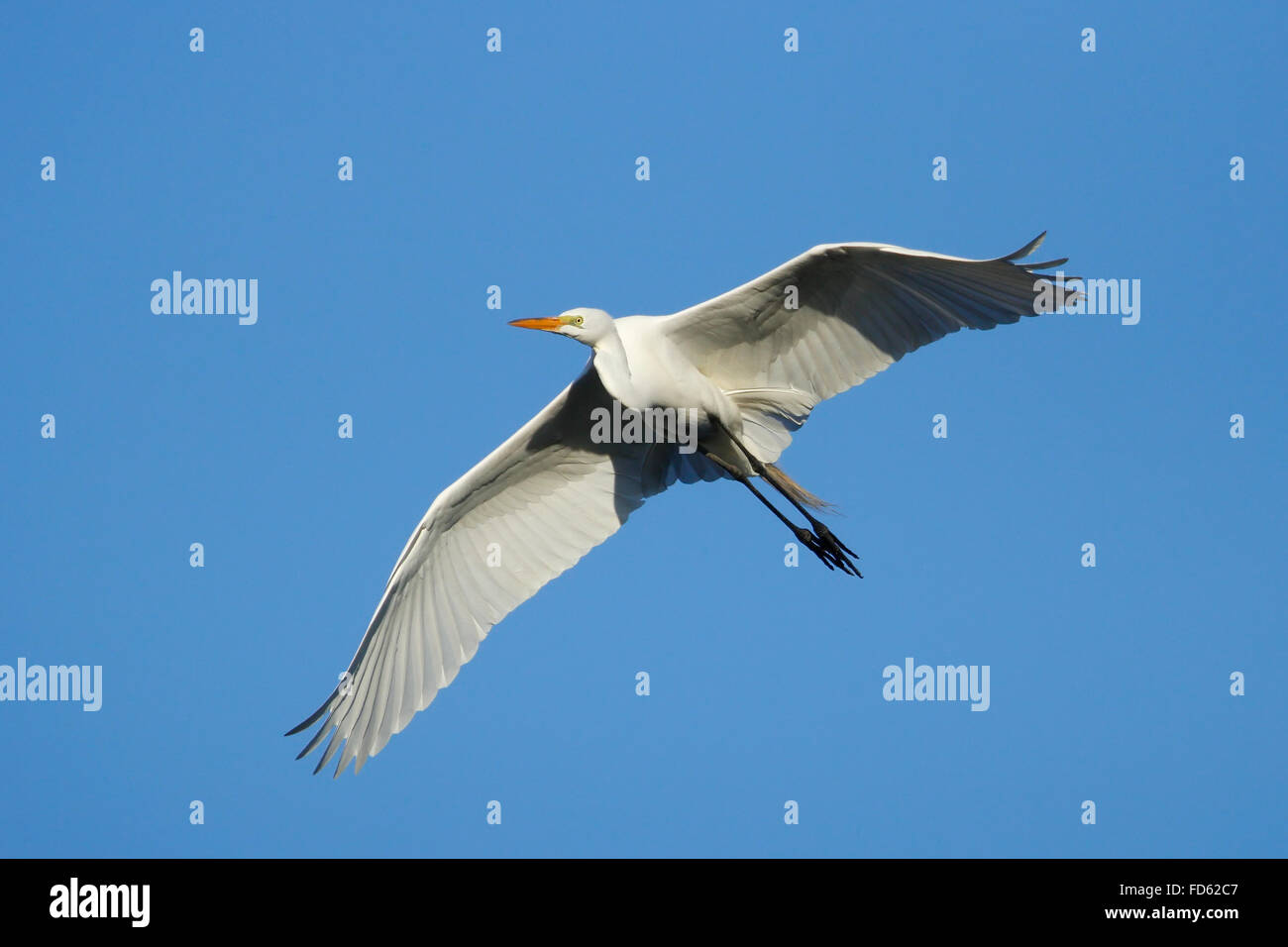 Great egret (Ardea alba) flying in blue sky Stock Photo - Alamy
