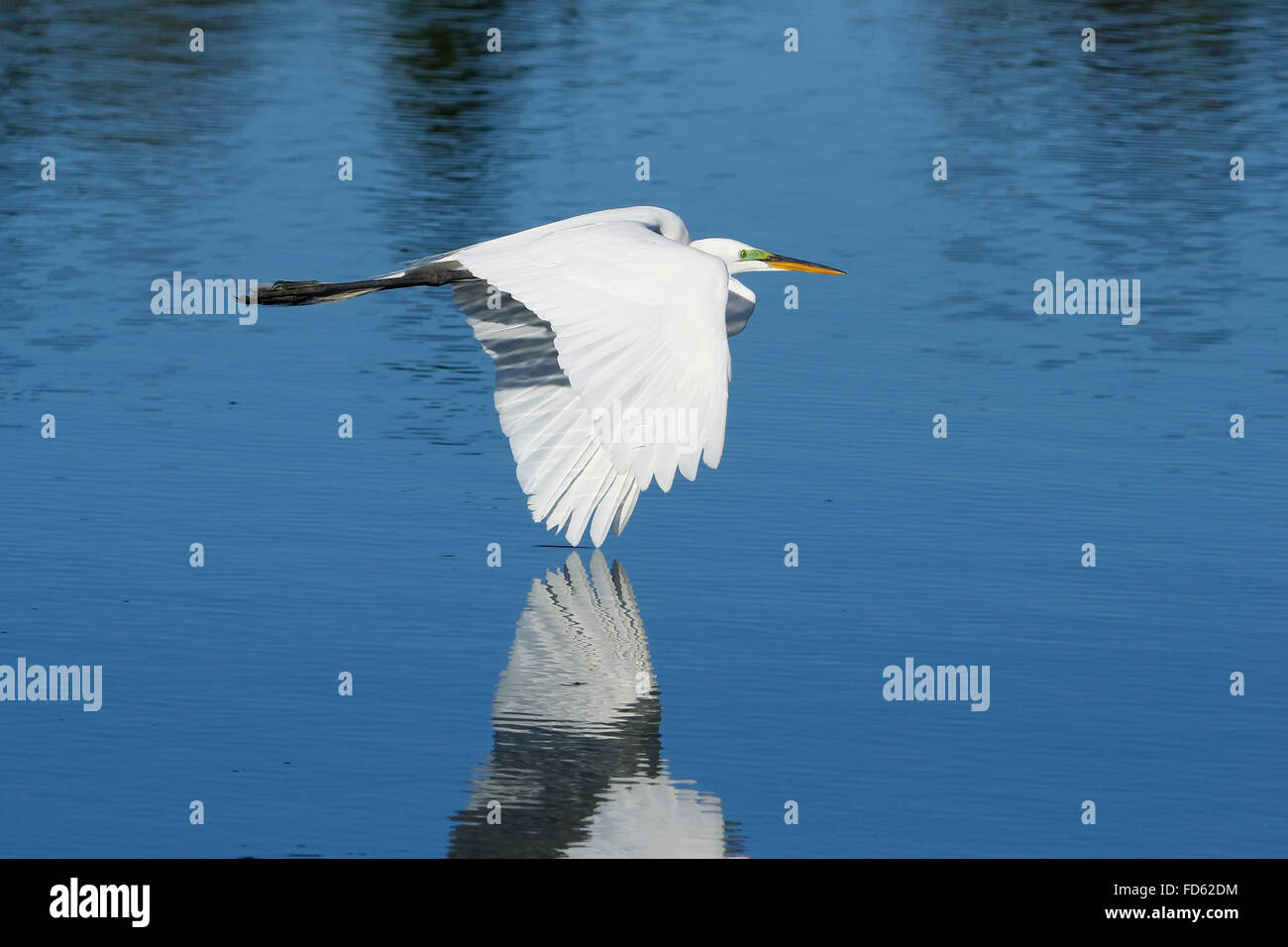 Flying low above water hi-res stock photography and images - Alamy