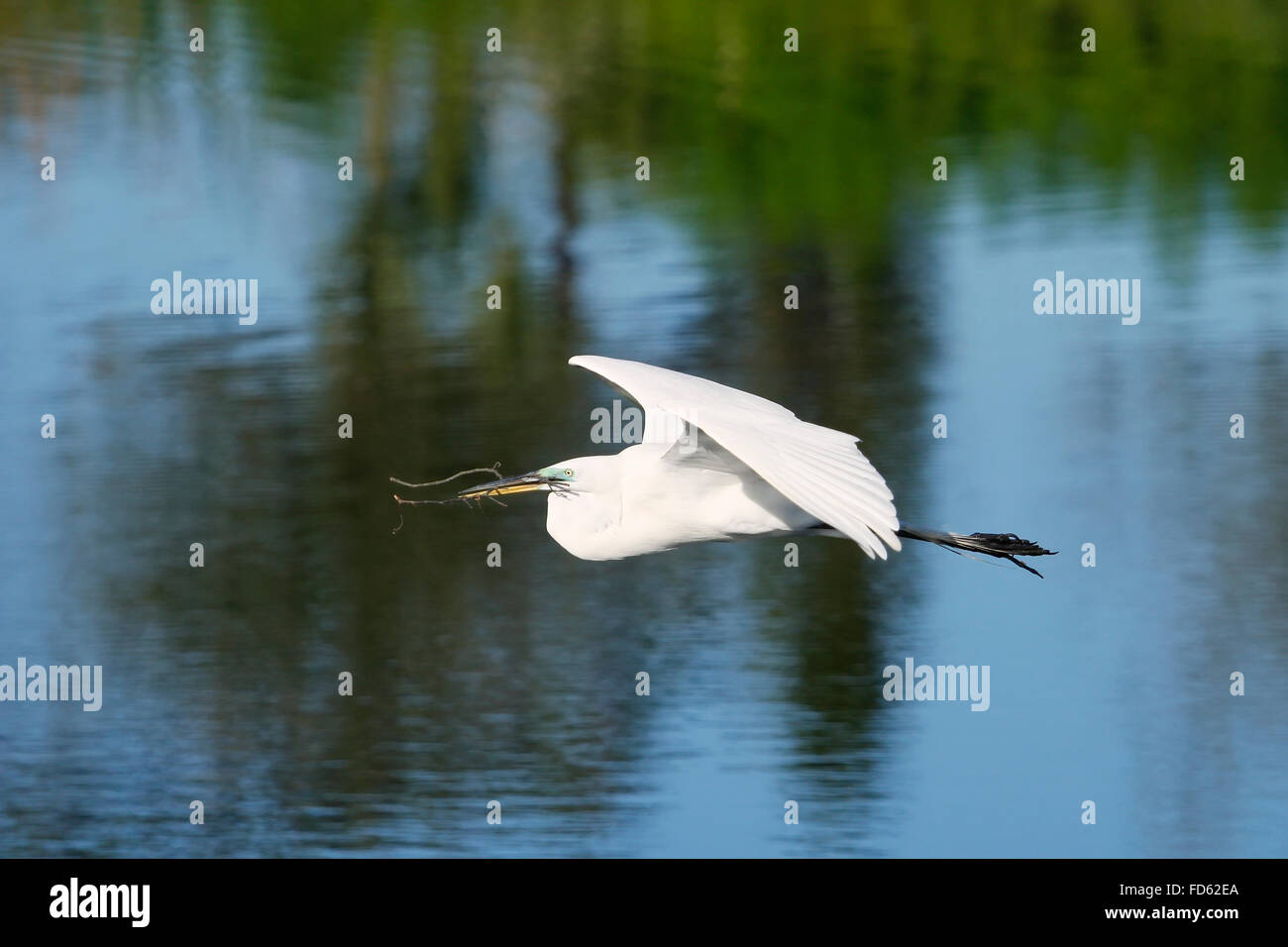 Great egret (Ardea alba) flying with building material Stock Photo - Alamy
