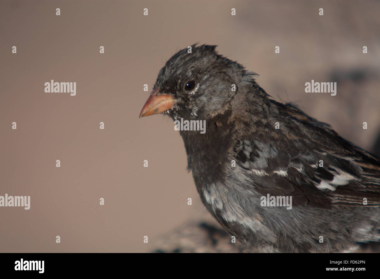 Close up bird face hi-res stock photography and images - Alamy