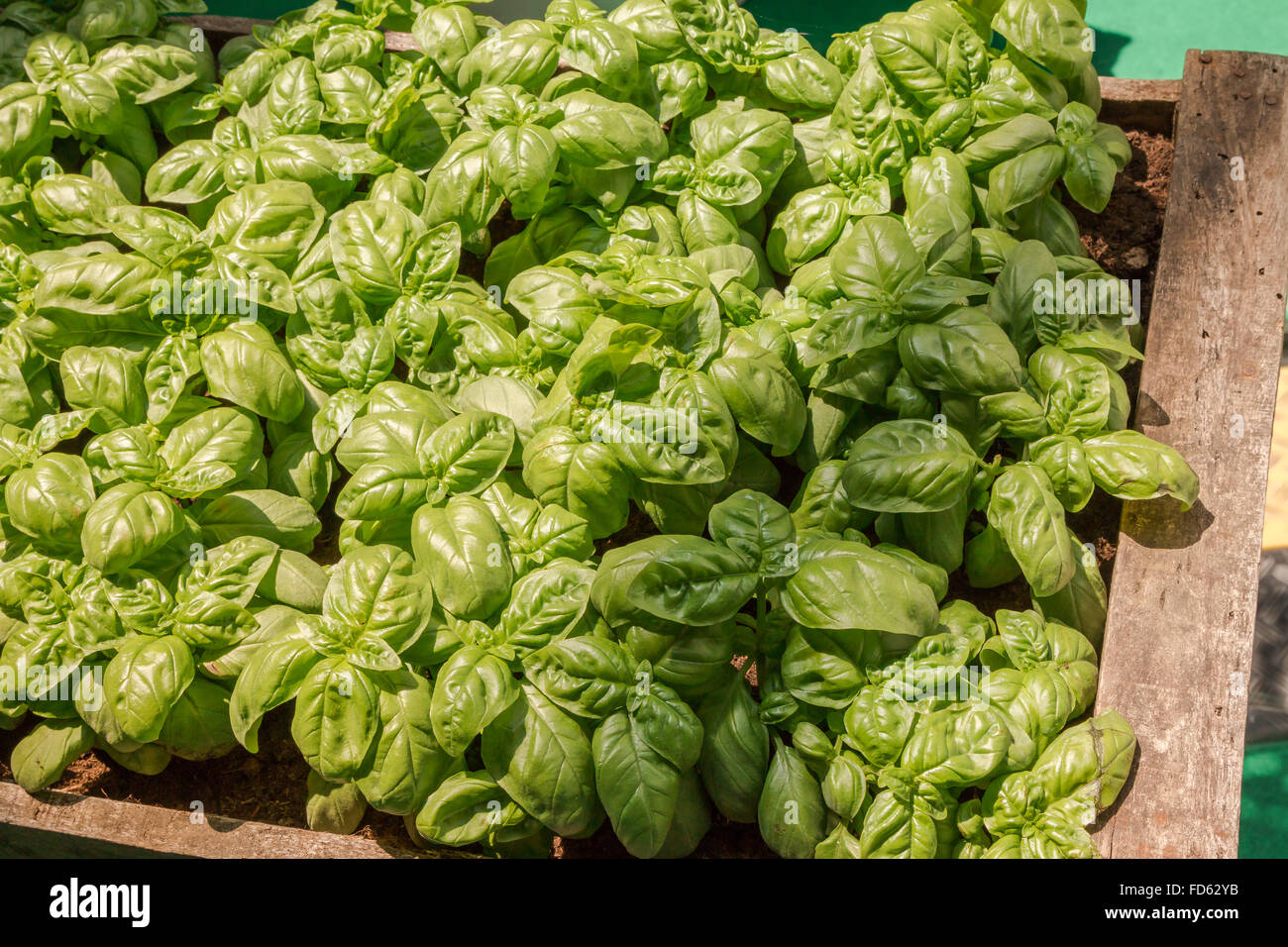 Basil plant big hi-res stock photography and images - Alamy