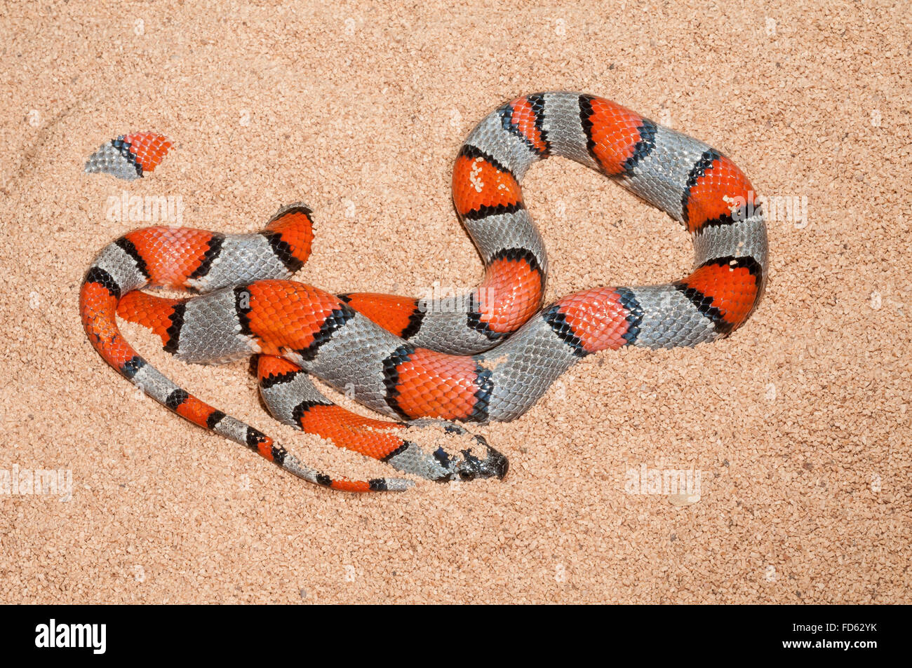 Grey-banded kingsnake, Lampropeltis alterna, Blairs colour phase ...