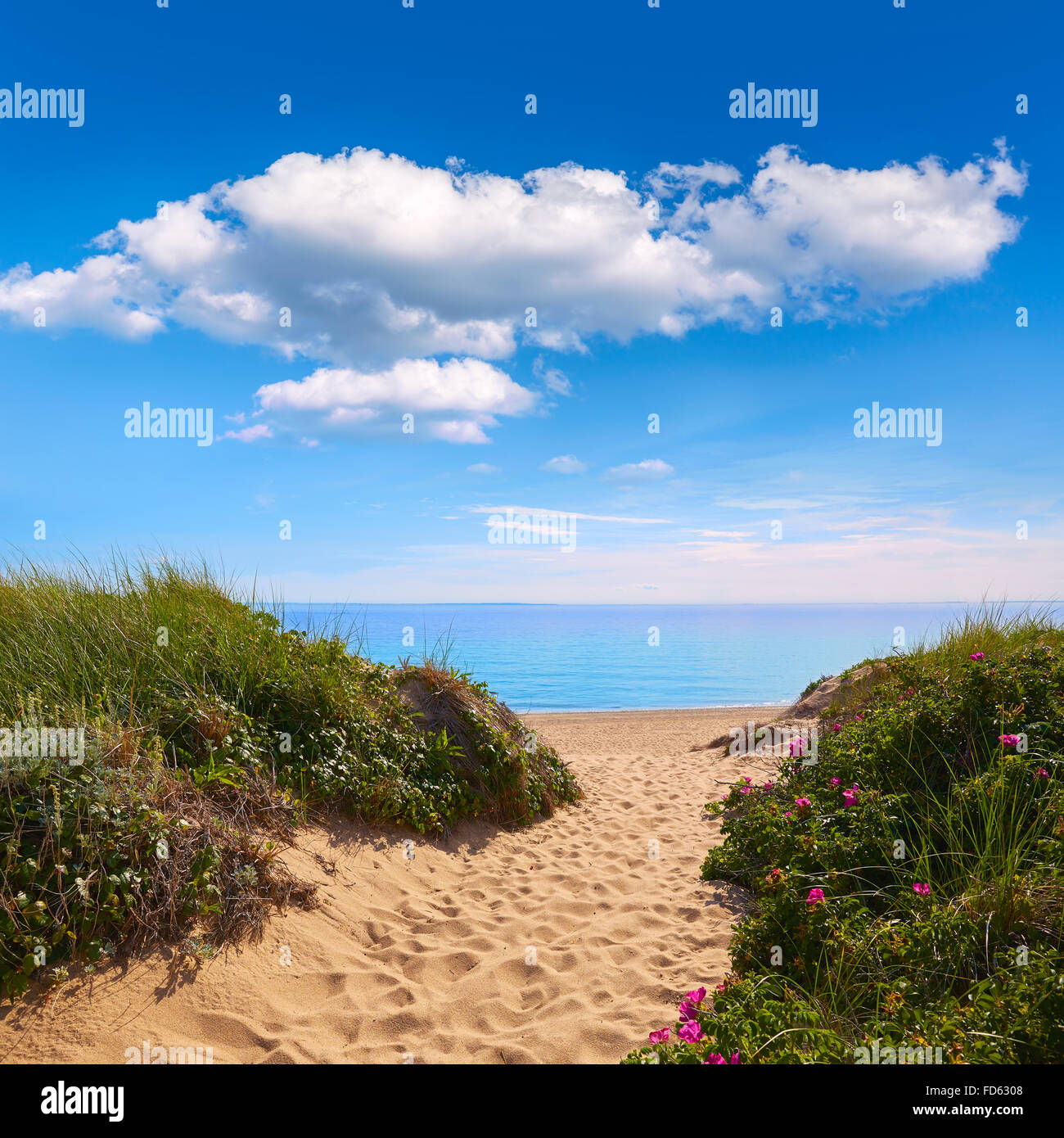 Cape Cod Herring Cove Beach in Massachusetts USA Stock Photo - Alamy